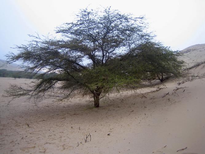 La sculpture Ica-Chincha - LamaQuipu