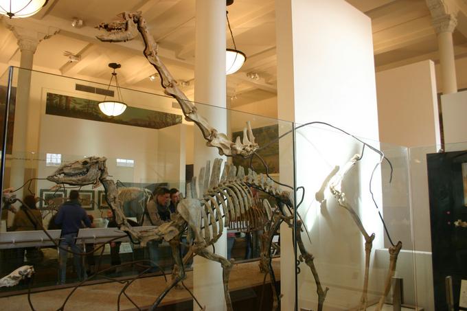 Les camélidés andins - LamaQuipu