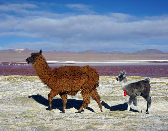 Les camélidés andins - LamaQuipu
