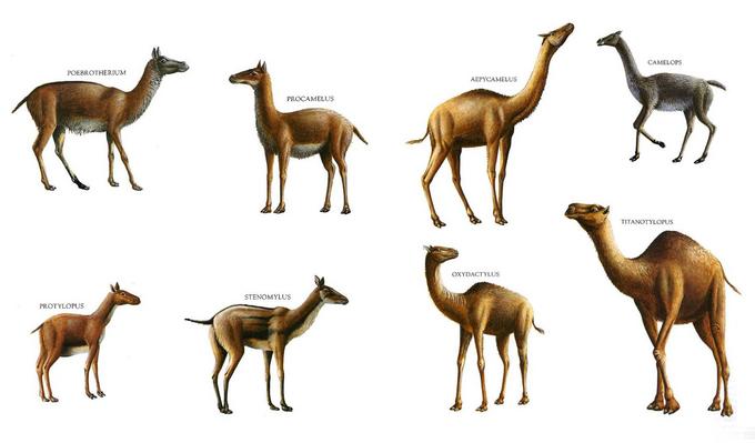 Les camélidés andins - LamaQuipu