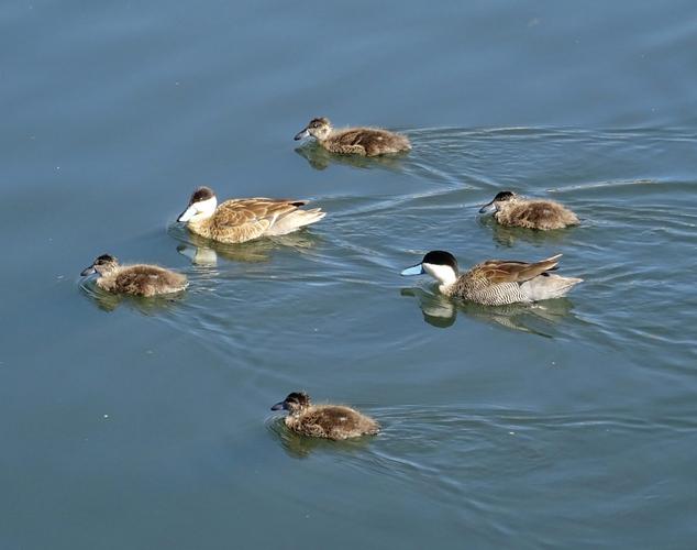 Les canards - LamaQuipu